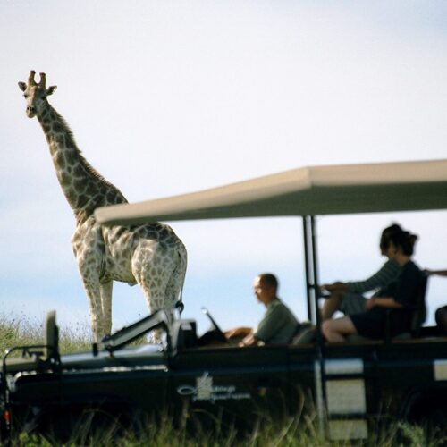 Gallery | Premier Resort Mpongo Private Game Reserve