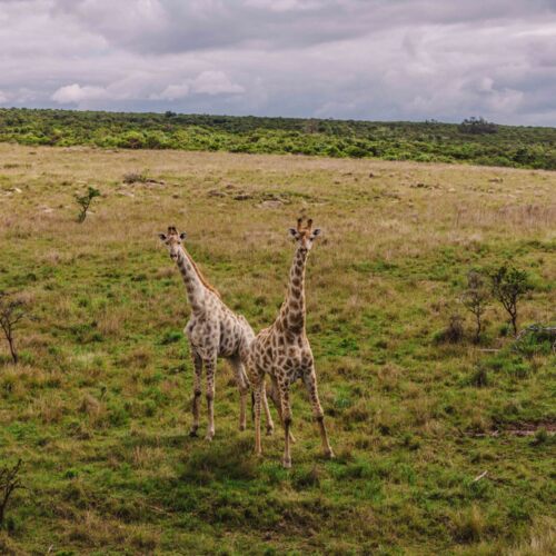 Gallery | Premier Resort Mpongo Private Game Reserve