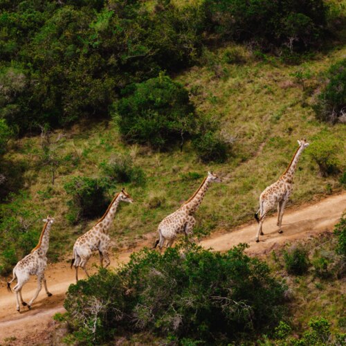 Gallery | Premier Resort Mpongo Private Game Reserve